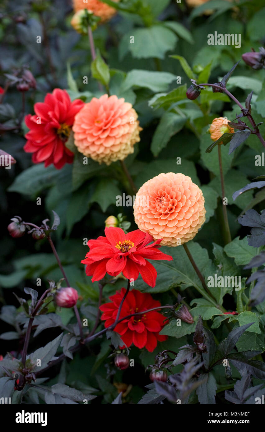 Colourful Dahlias in an herbaceous border Stock Photo - Alamy