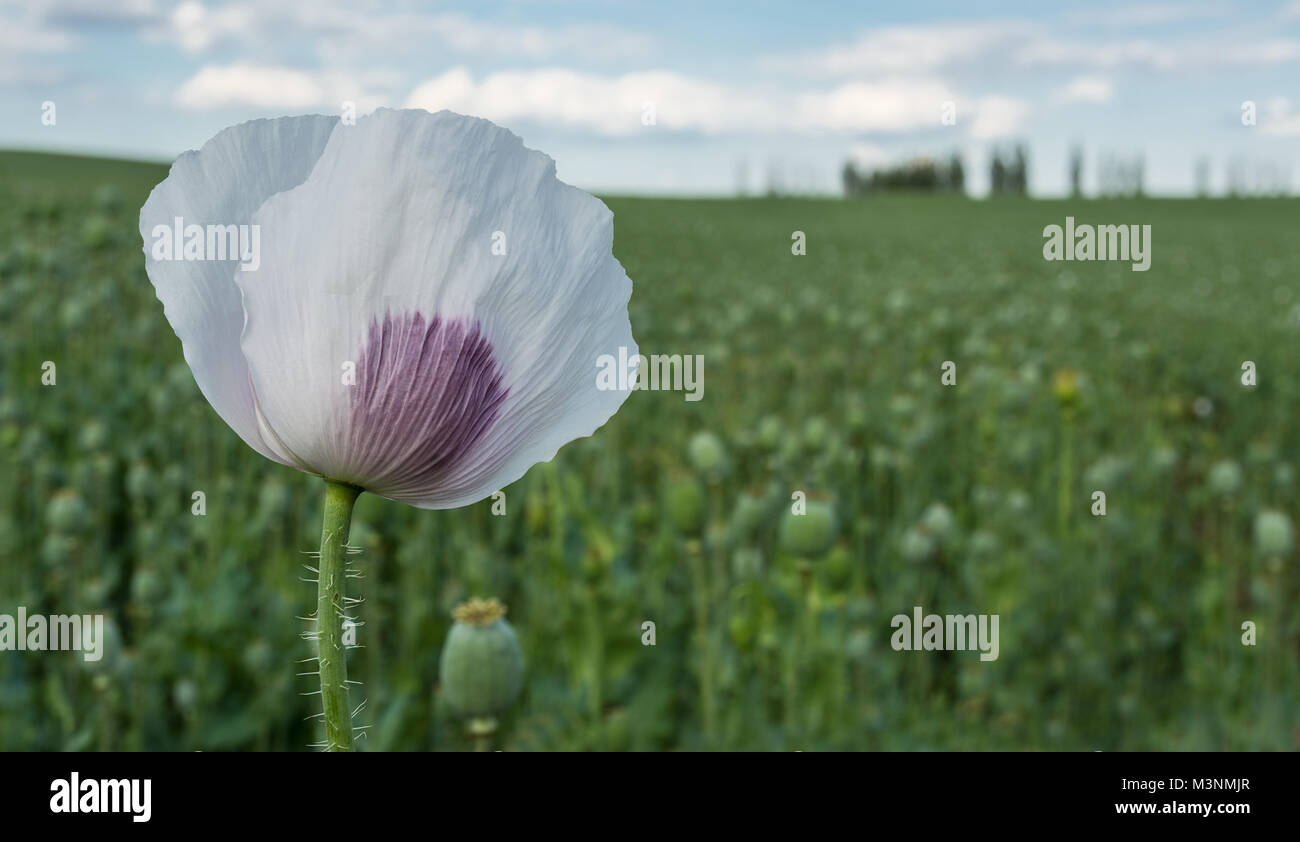 Opium poppy flower in green field. Papaver somniferum. Beautiful close ...