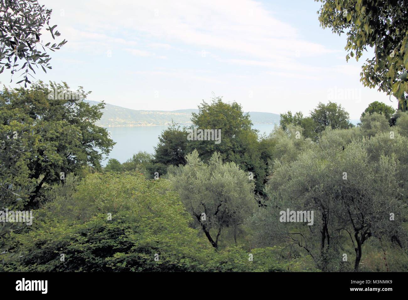 Traditional italian scene of olive grove hi-res stock photography and ...