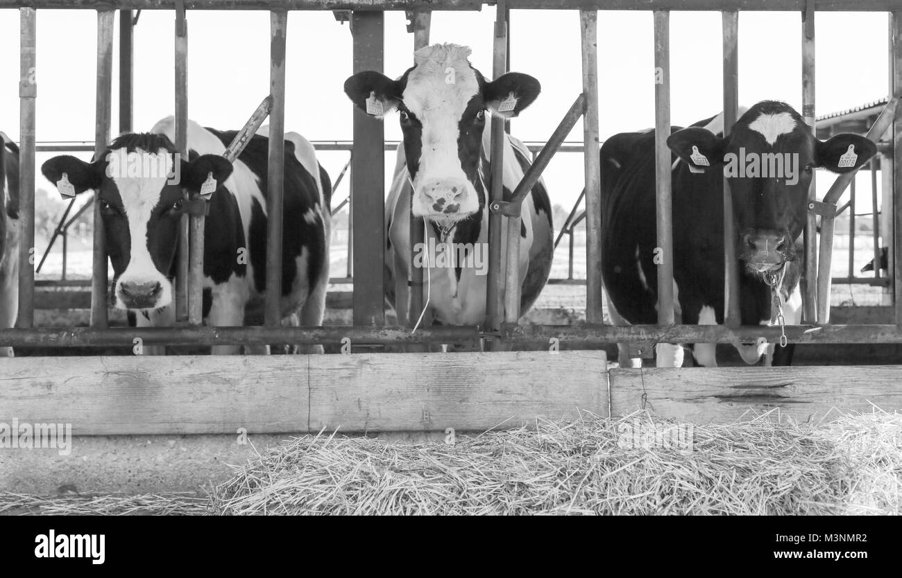 farm animals, cows Stock Photo - Alamy