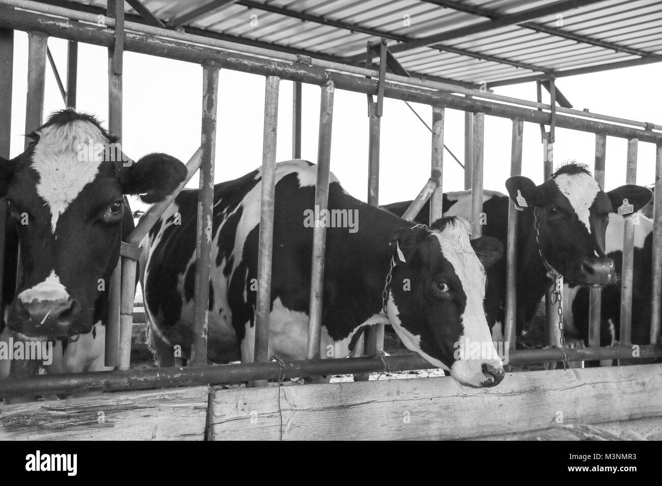 farm animals, cows Stock Photo - Alamy