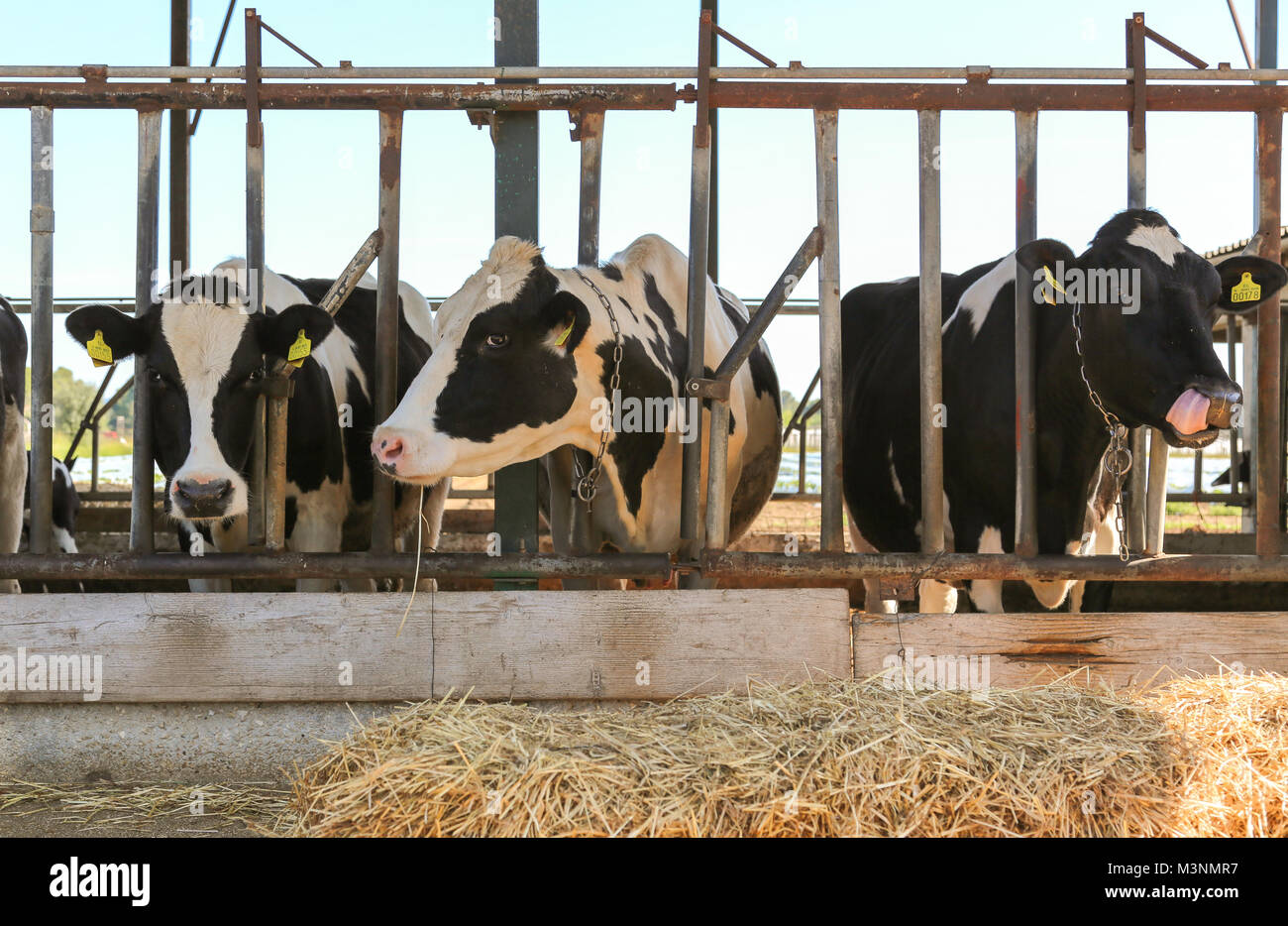 farm animals, cows Stock Photo - Alamy