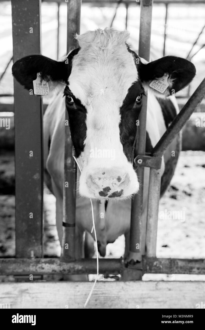 farm animals, cows Stock Photo - Alamy