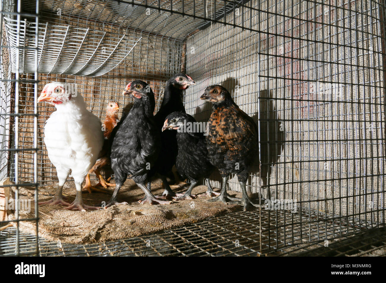 Chickens in cage hi-res stock photography and images - Alamy