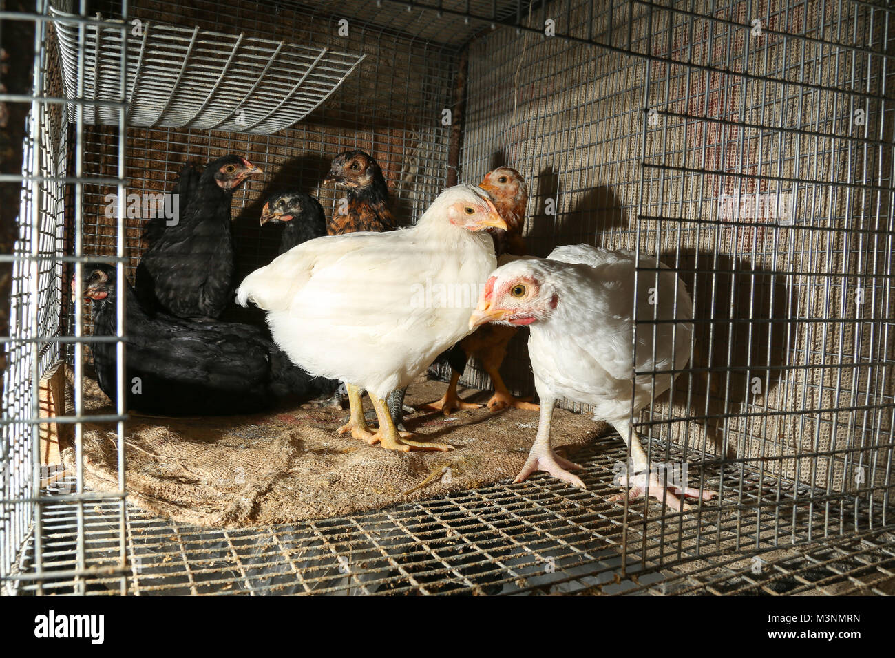 chickens in cage Stock Photo - Alamy