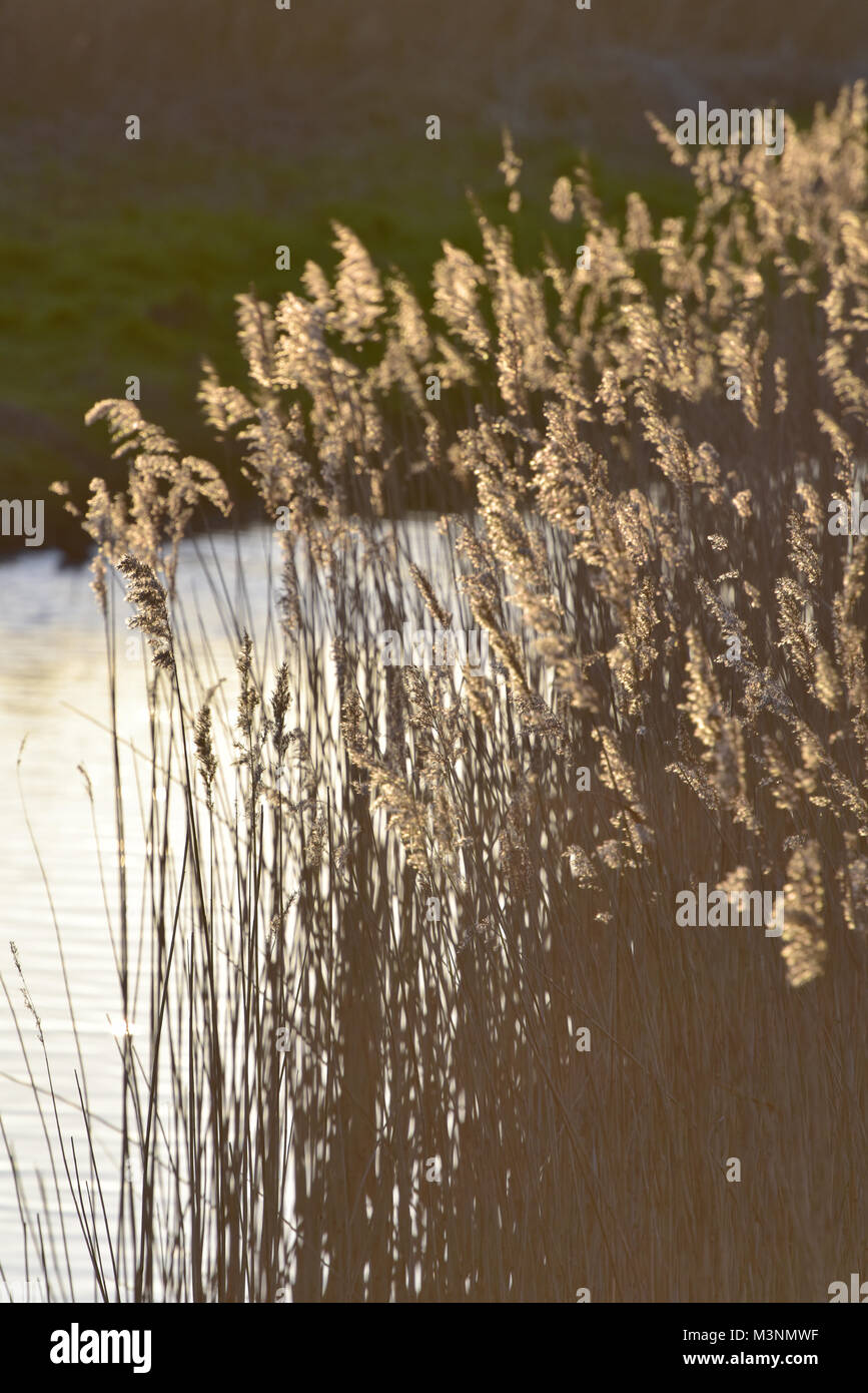 Water grasses and reed fgrowing alongside a river or stream on the ...