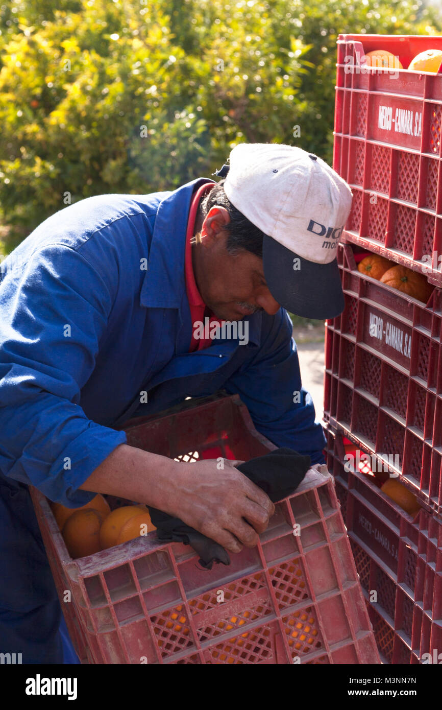 Harvesters picking oranges at the Costa del Azahar, Spain Stock Photo ...