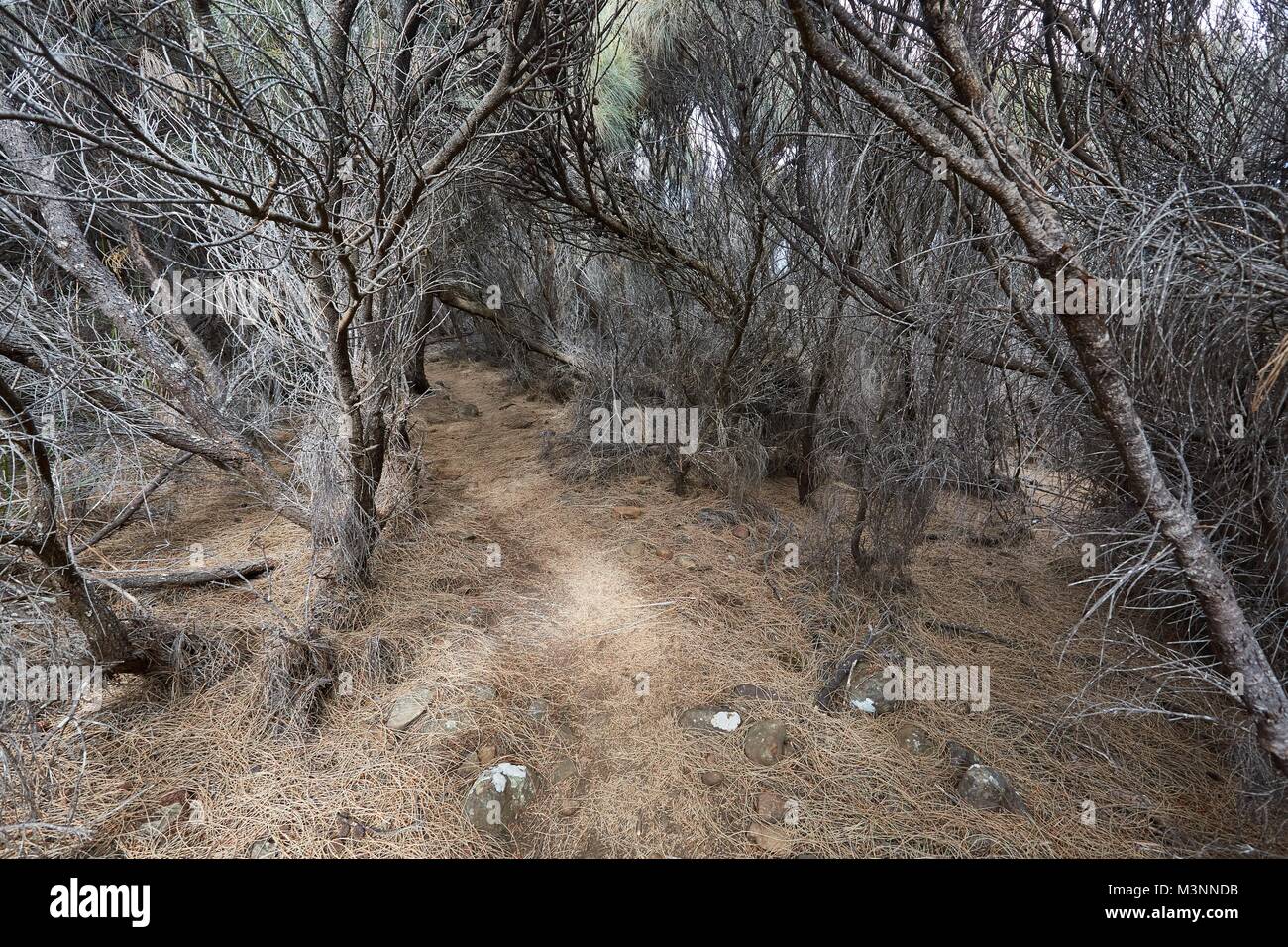 Path deep into dried out forest Stock Photo - Alamy