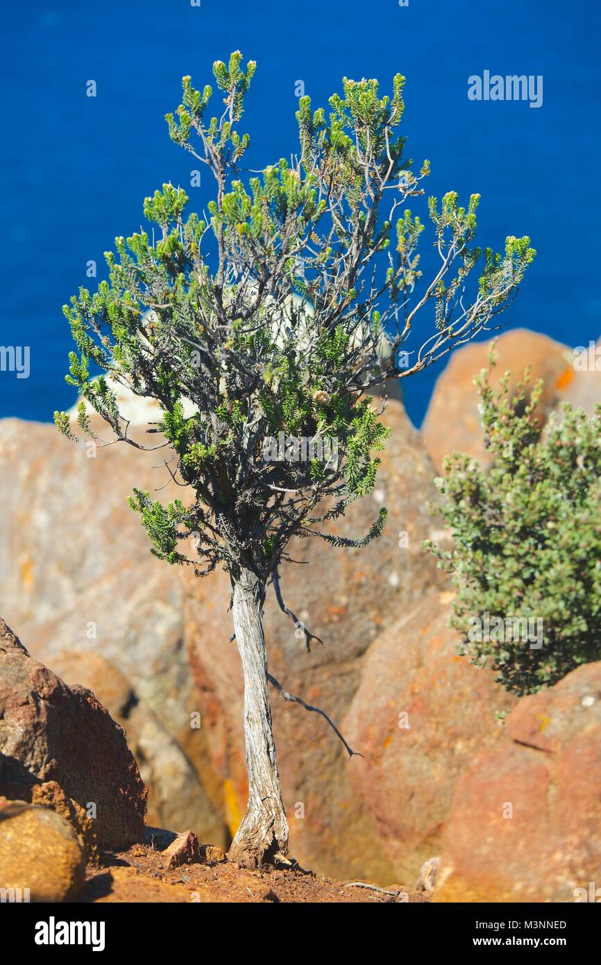 Tree on ocean cliff Stock Photo - Alamy