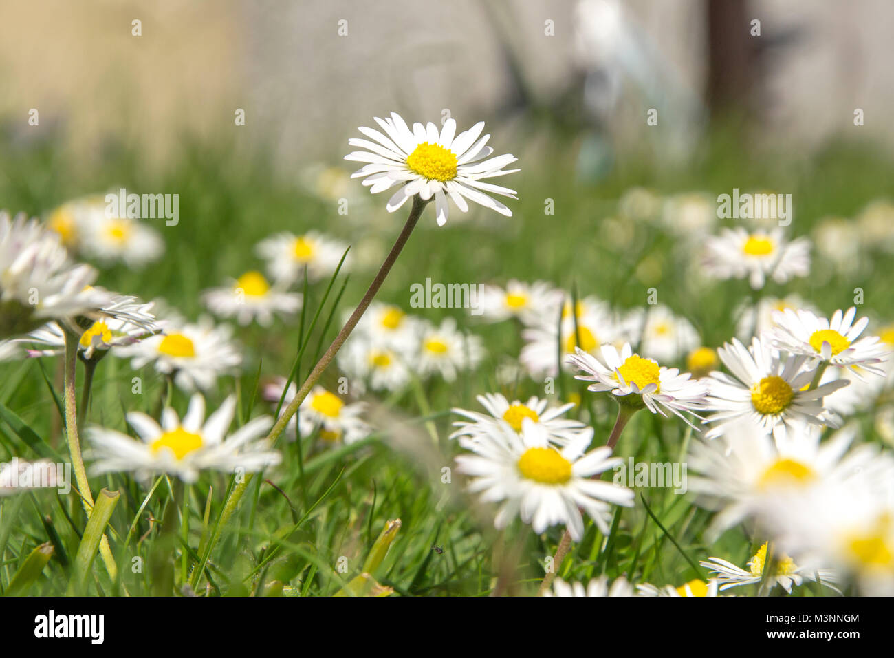 Fresh Daisies in Garden Stock Photo - Alamy