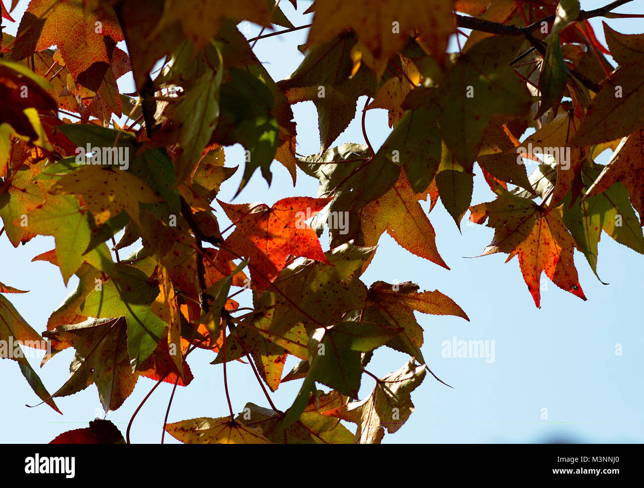 Fall leaves of a Poplar tree against power blue sky Stock Photo - Alamy