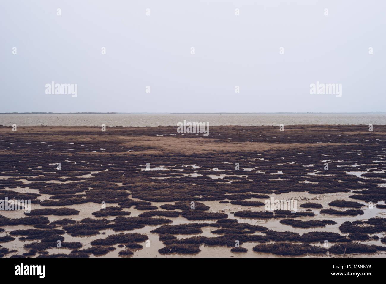 Dry landscape on delta of river Evros, Greece Stock Photo - Alamy