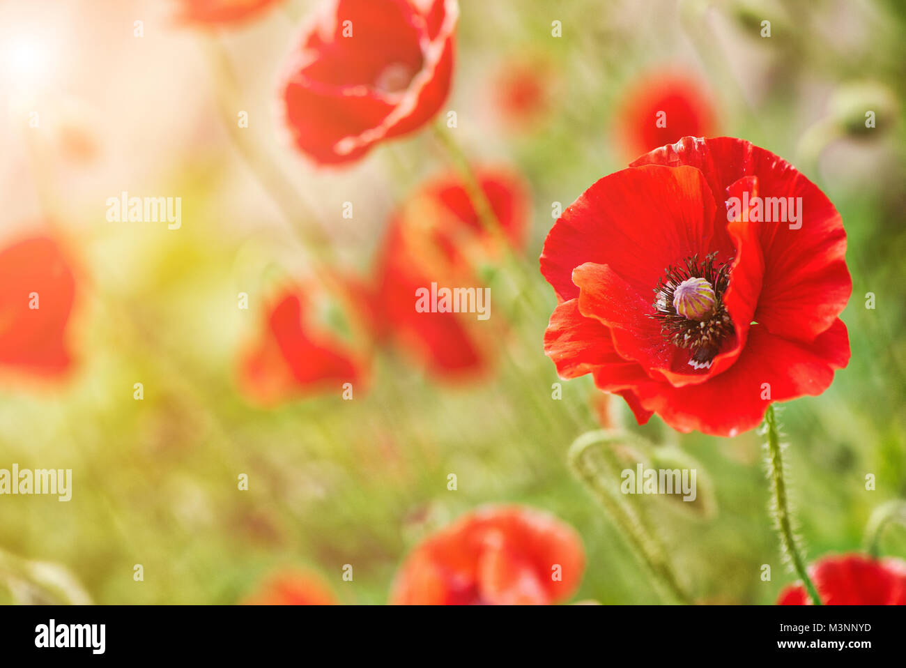 Bright sunrise in poppy field hi-res stock photography and images - Alamy