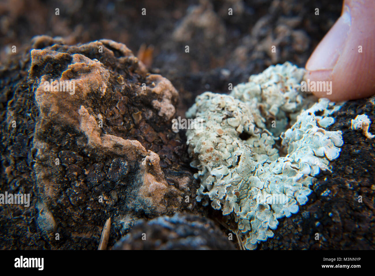 A tiny world of colorful lichens Stock Photo - Alamy
