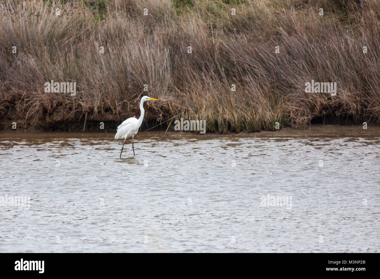 Bird on delta of river Evros, Greece Stock Photo - Alamy