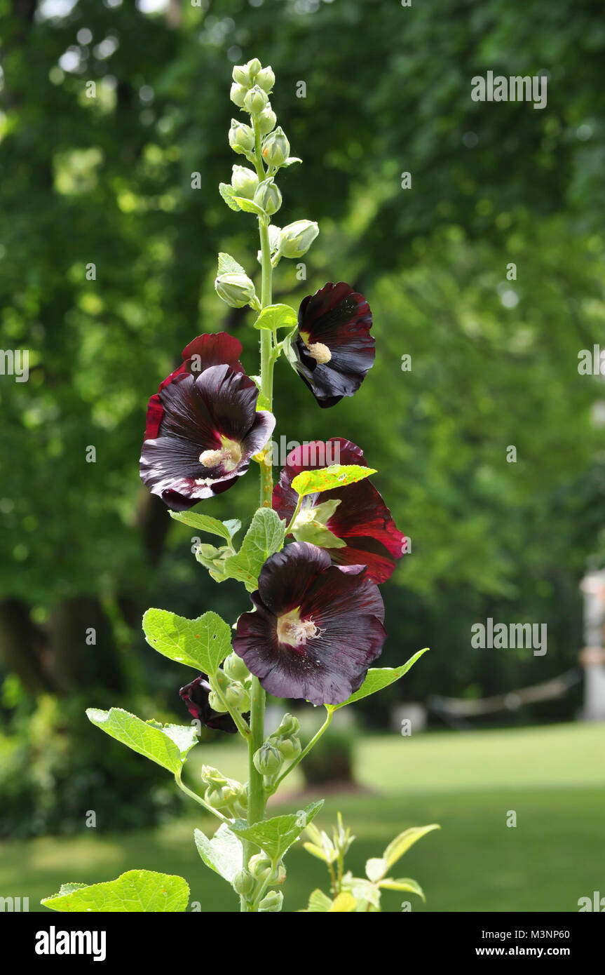 Holly hock hi-res stock photography and images - Alamy
