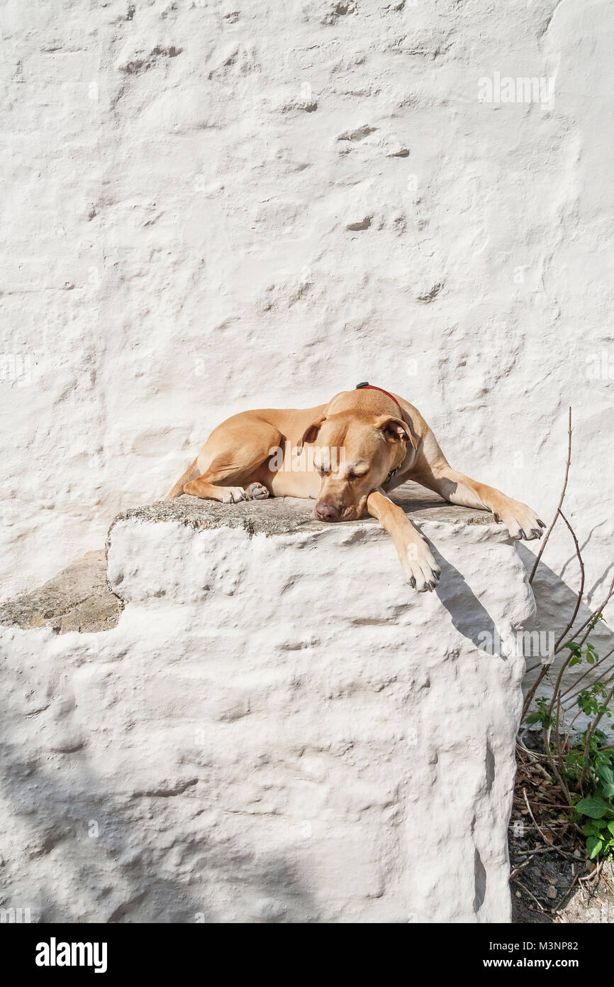Pet dog relaxing with a white wall background Stock Photo - Alamy
