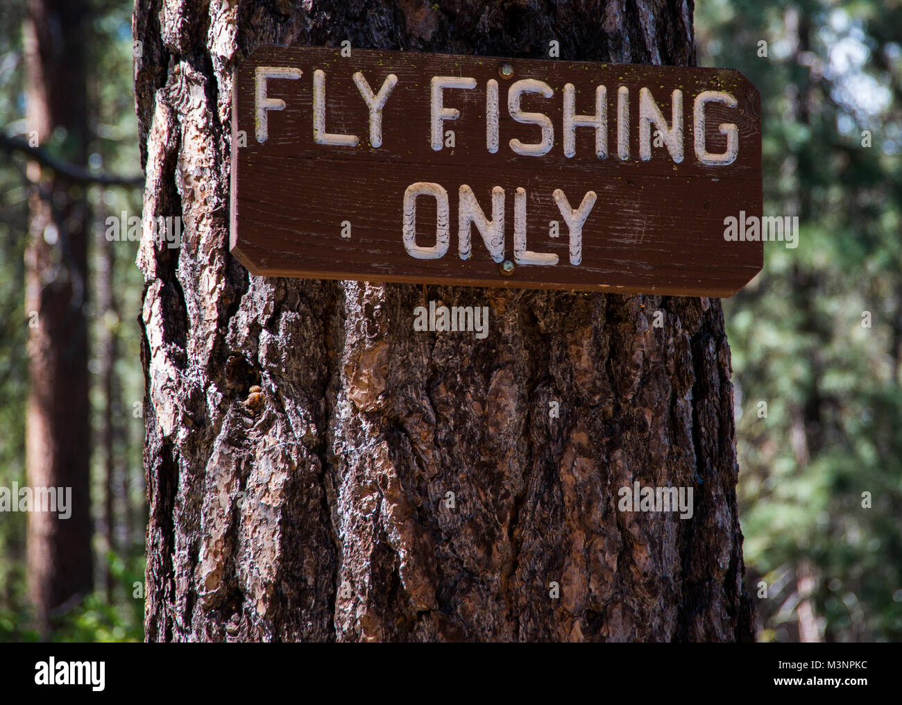 Fly fishing only signs along the Metolius River in central Oregon Stock ...