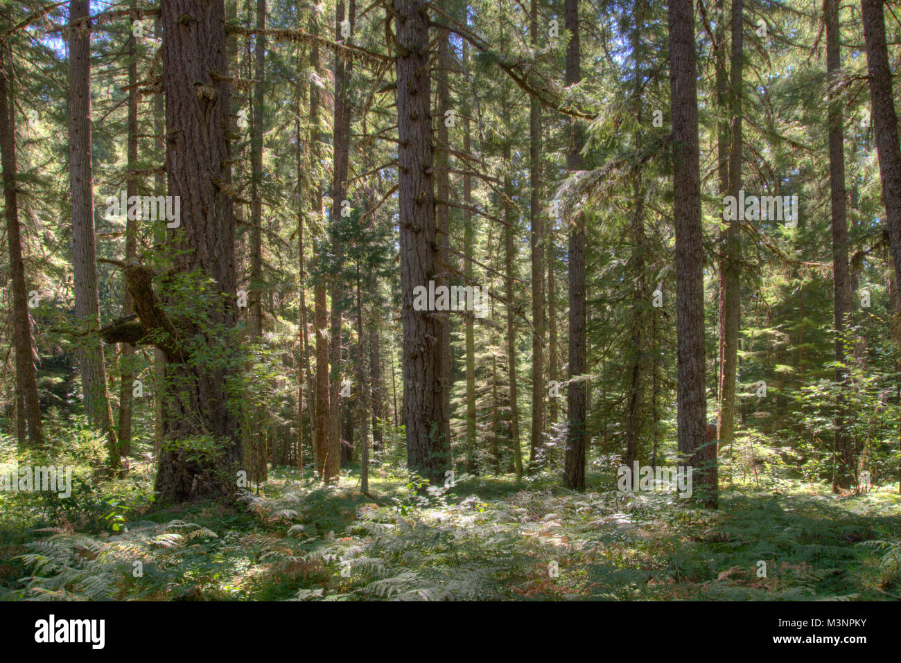 Forest of old growth Ponderosa Pine trees in central Oregon Stock Photo ...