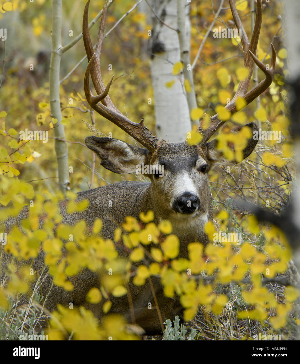Black-tailed buck hiding in yellow aspens Stock Photo - Alamy