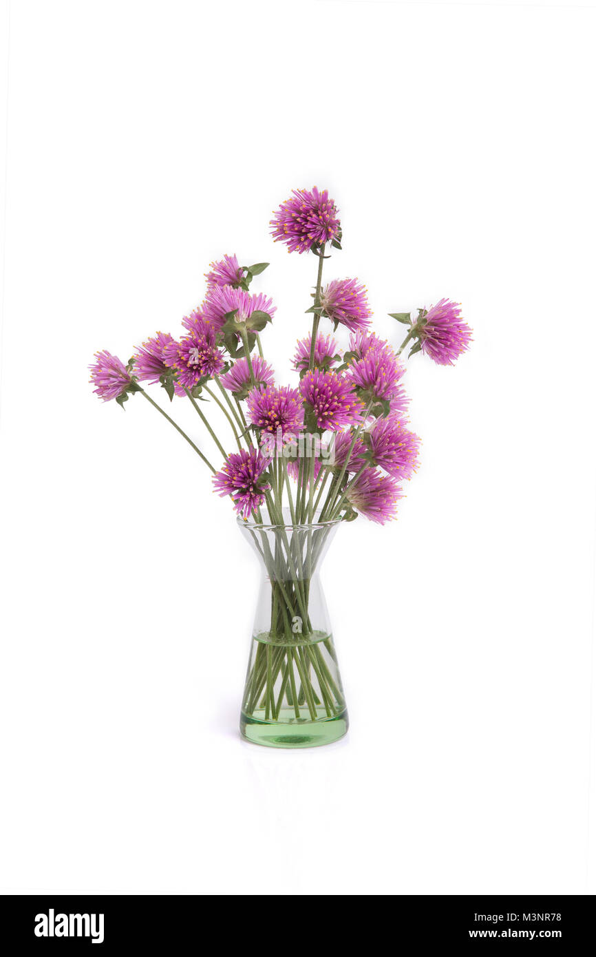 Small purple amaranth in glass bottle on a white background Stock Photo ...