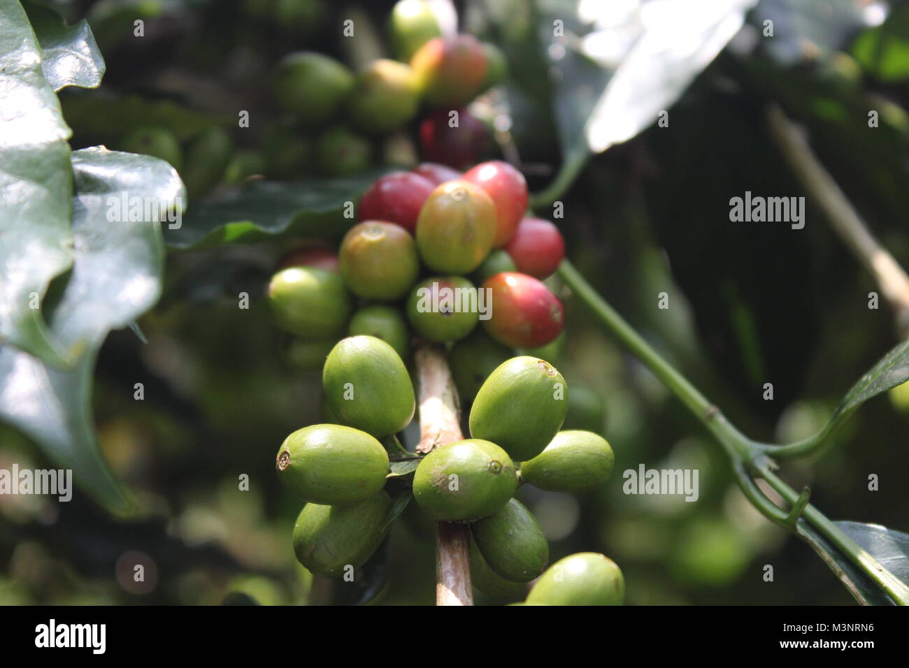 Bener meriah hi-res stock photography and images - Alamy