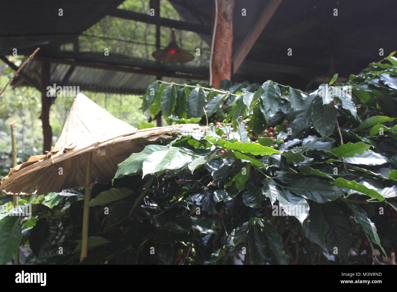 Bener Meriah, Indonesia. 22nd Feb, 2015. Seladang is a coffee shop ...