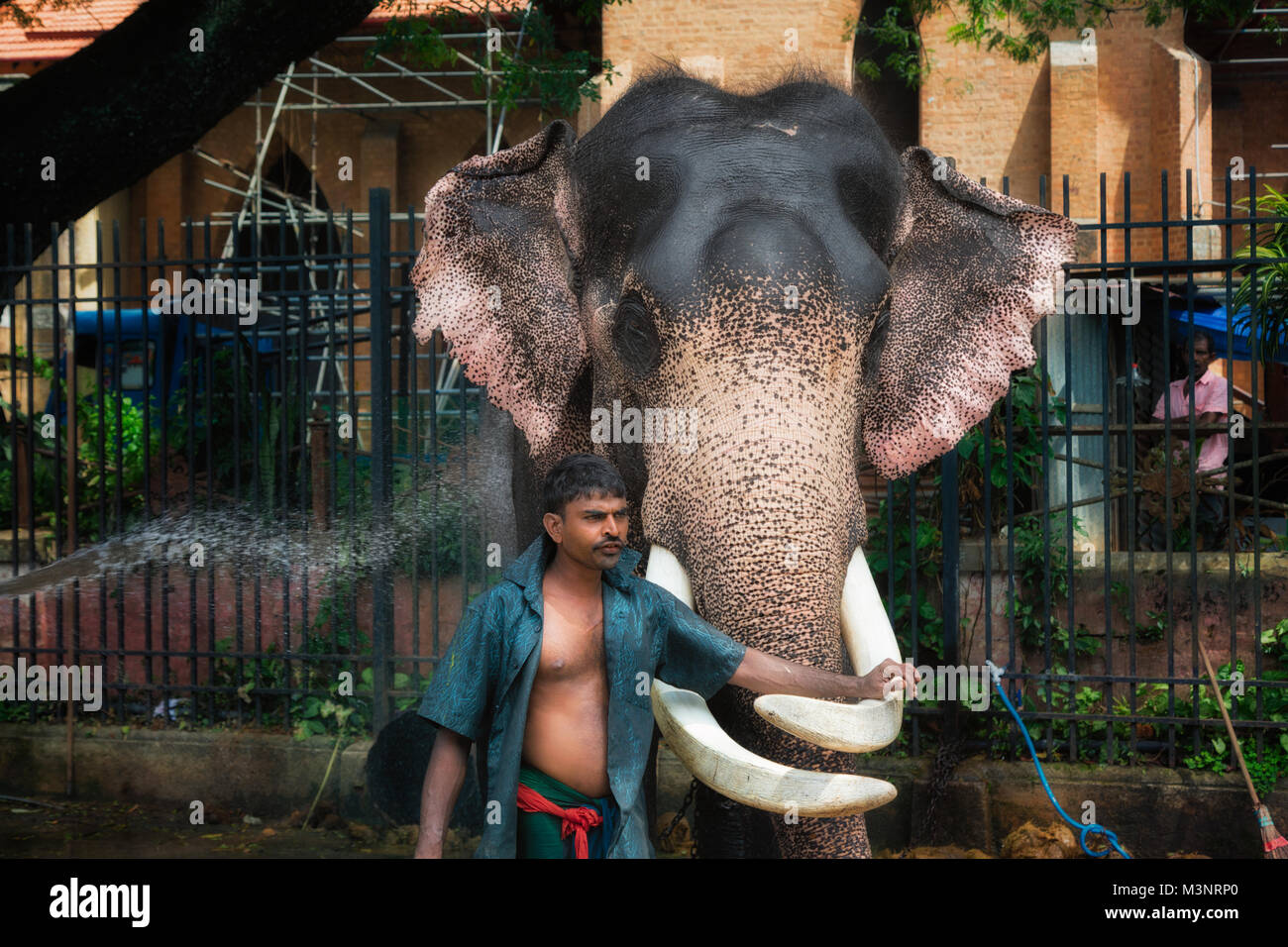 Sri Lanka Kandy Esala Perahera parade elephant being washed Stock Photo ...