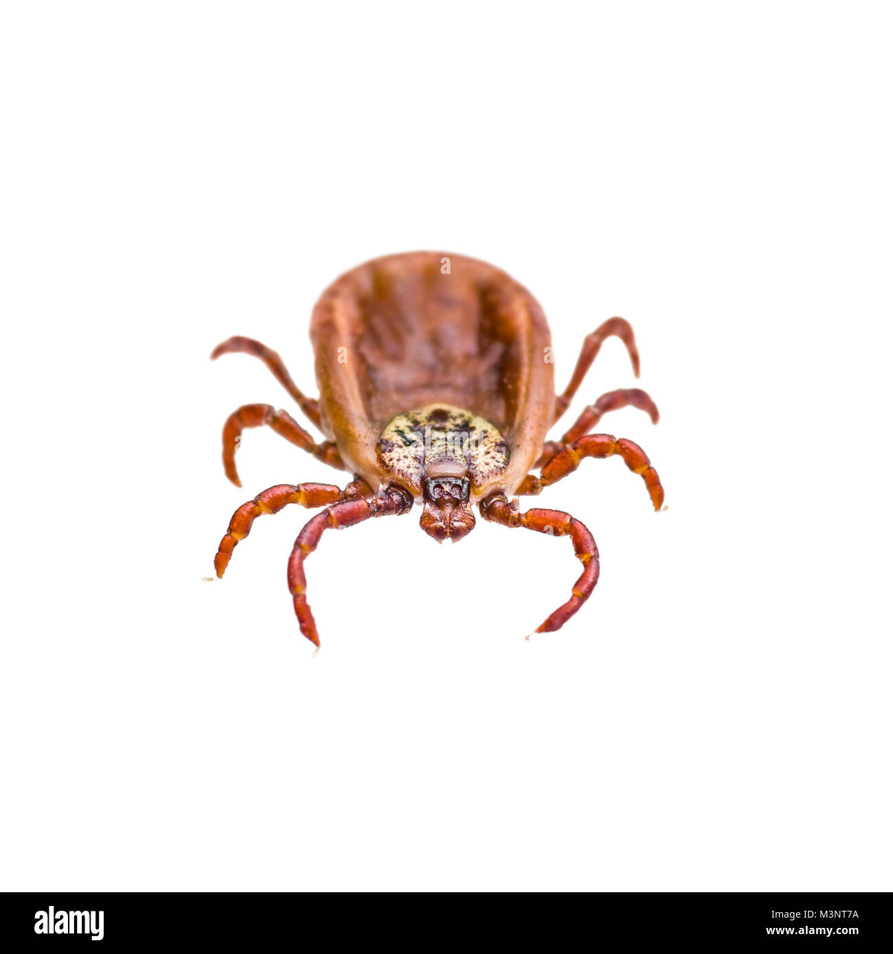 Encephalitis or Lyme Virus Infected Tick Arachnid Insect Macro Isolated ...