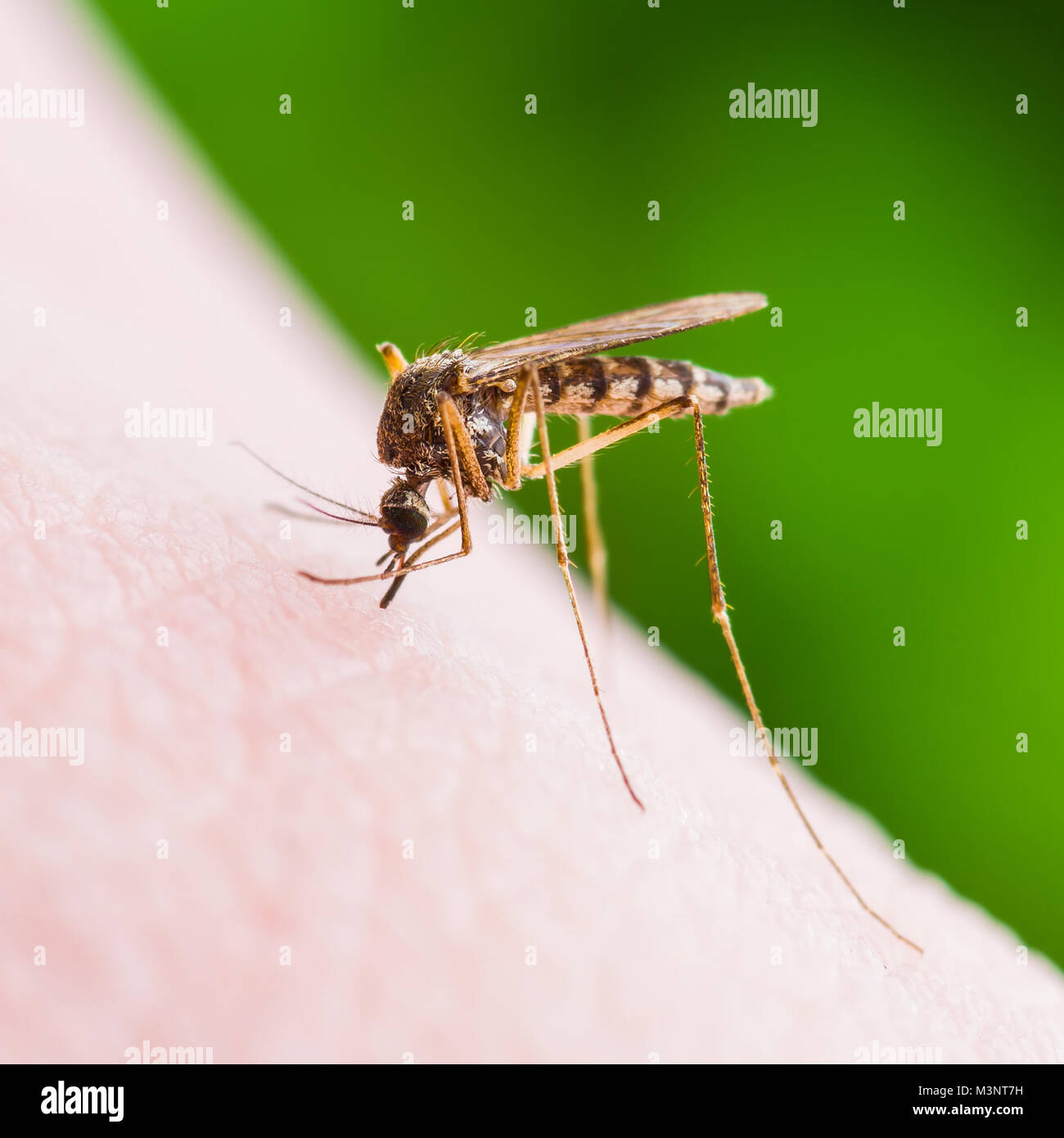 Yellow Fever, Malaria or Zika Virus Infected Mosquito Insect Macro ...