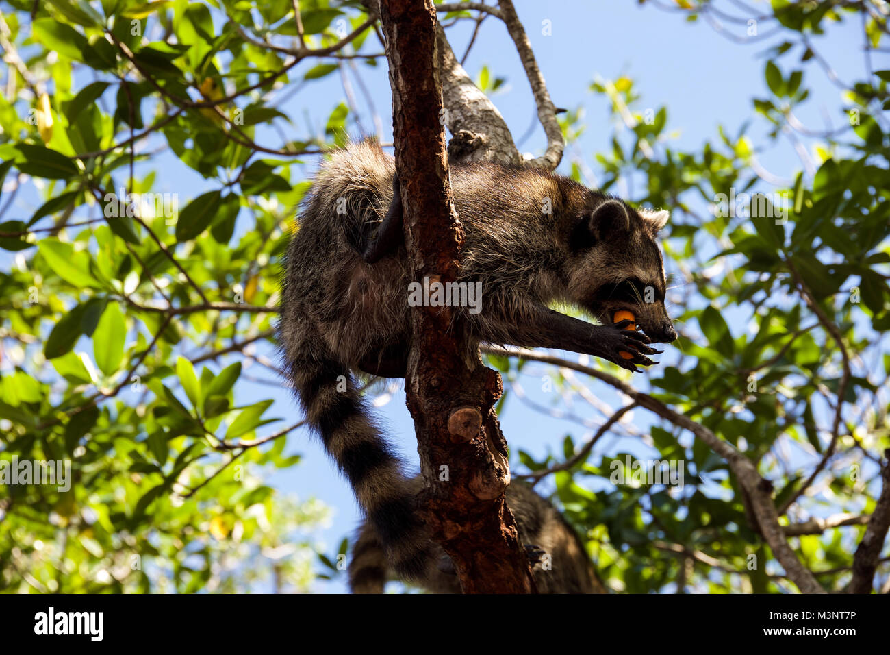 Florida racoon hi-res stock photography and images - Alamy