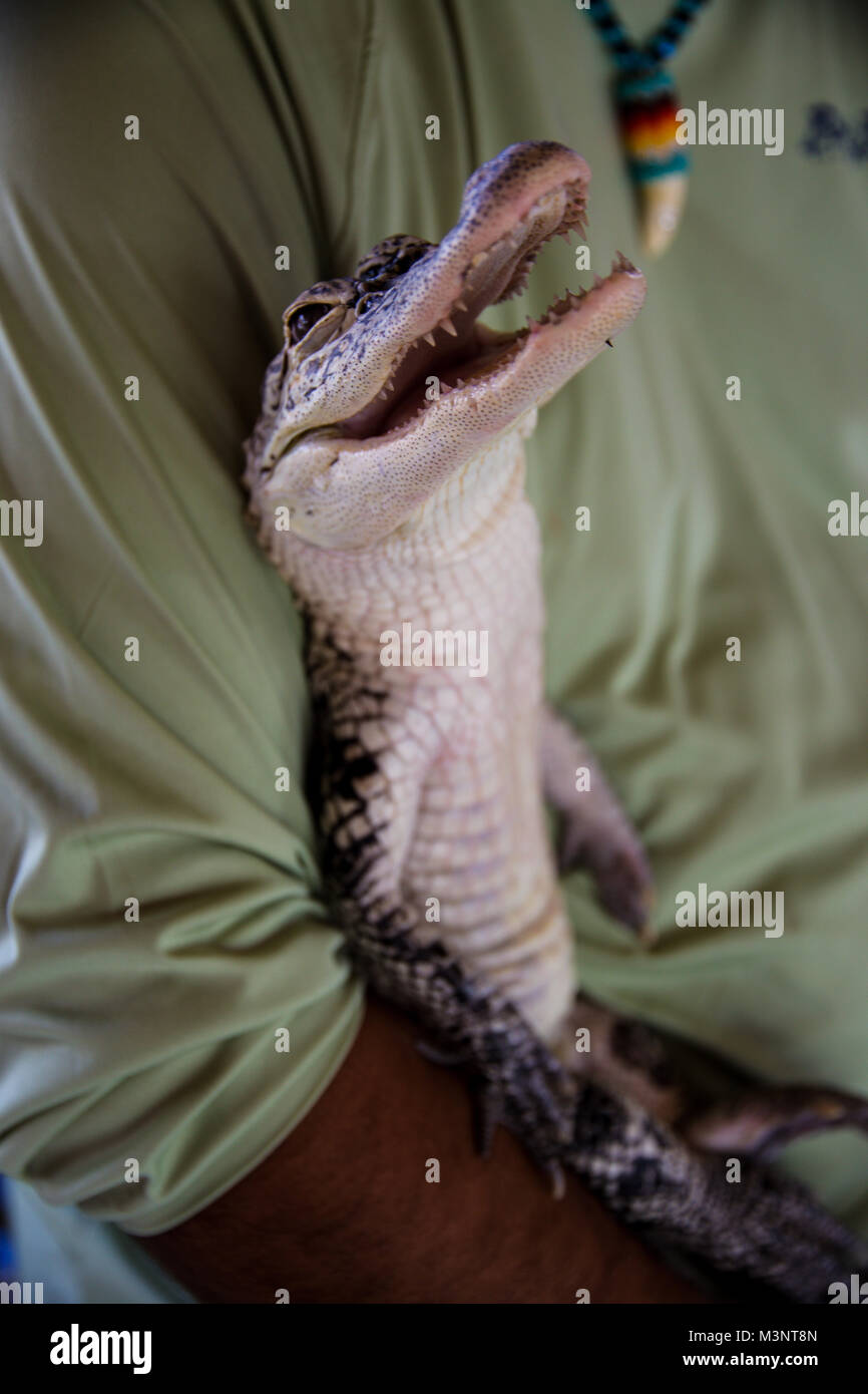 Tiny alligator hi-res stock photography and images - Alamy