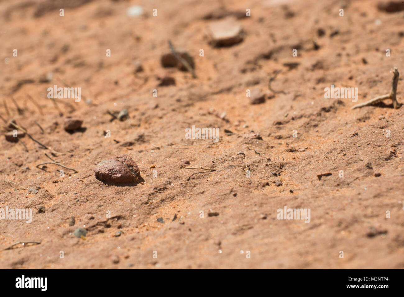 Arches national park soil crust hi-res stock photography and images - Alamy
