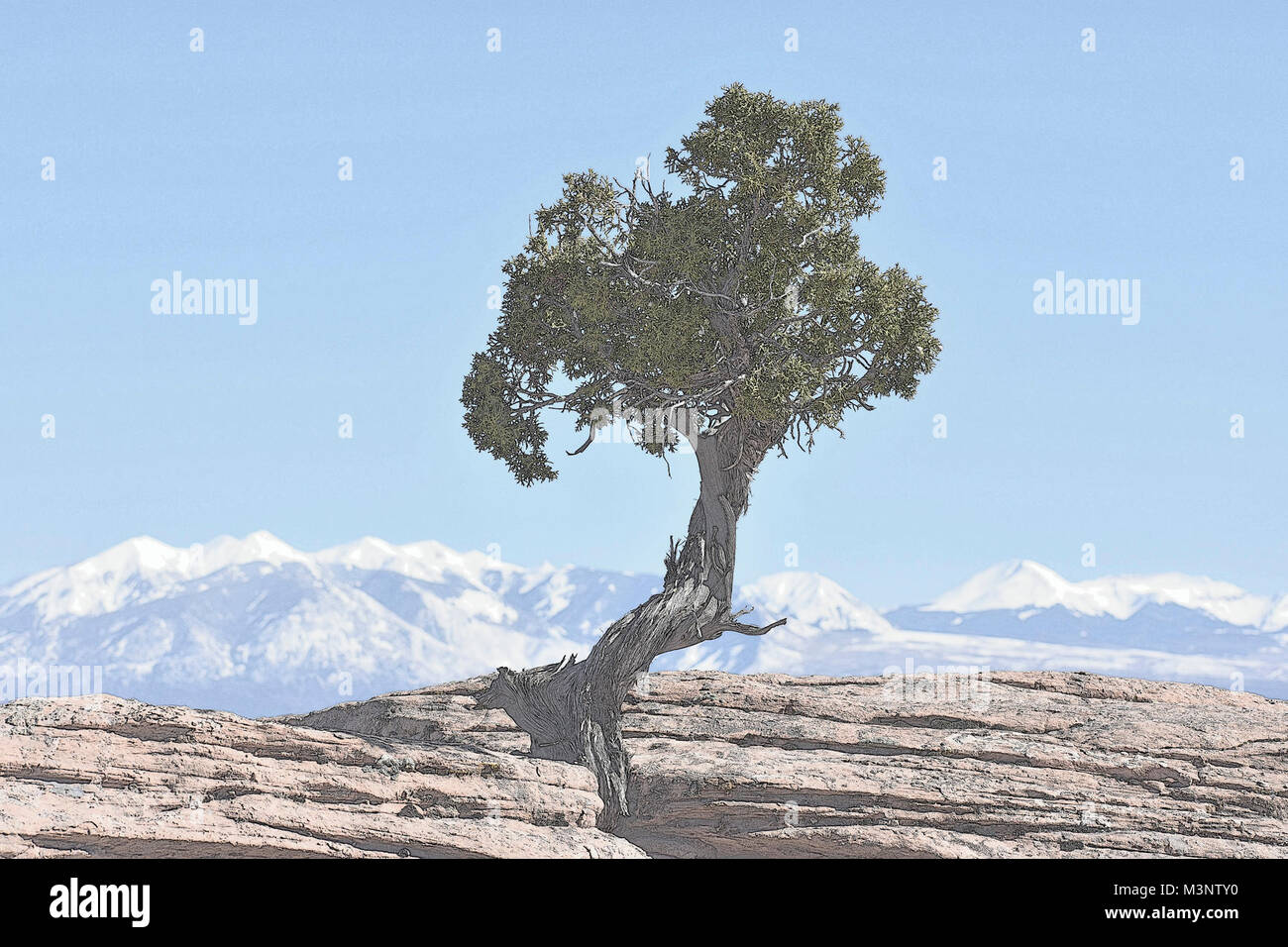 Juniper on Rock Stock Photo - Alamy