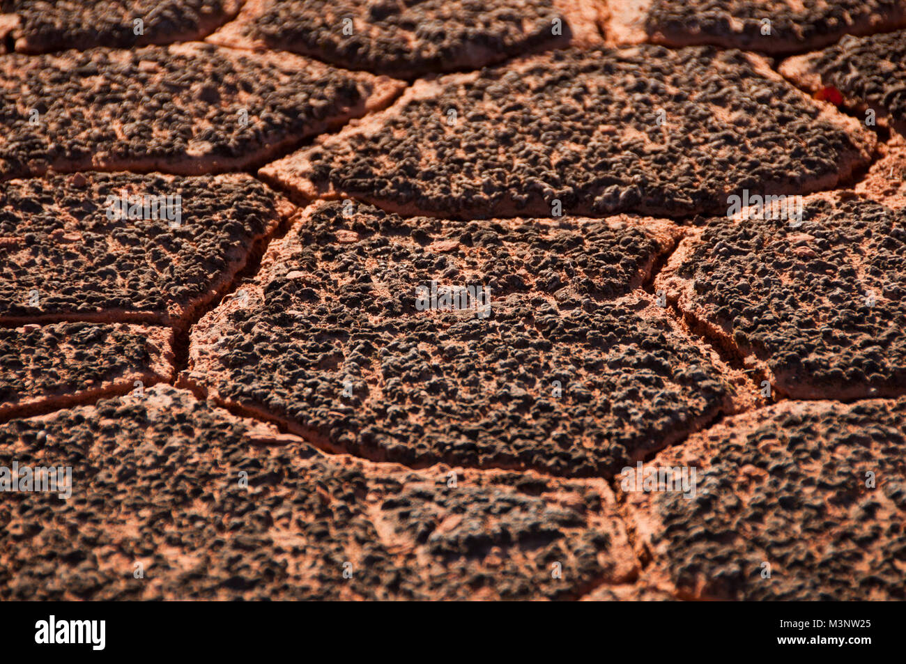 Biological soil crust hi-res stock photography and images - Alamy