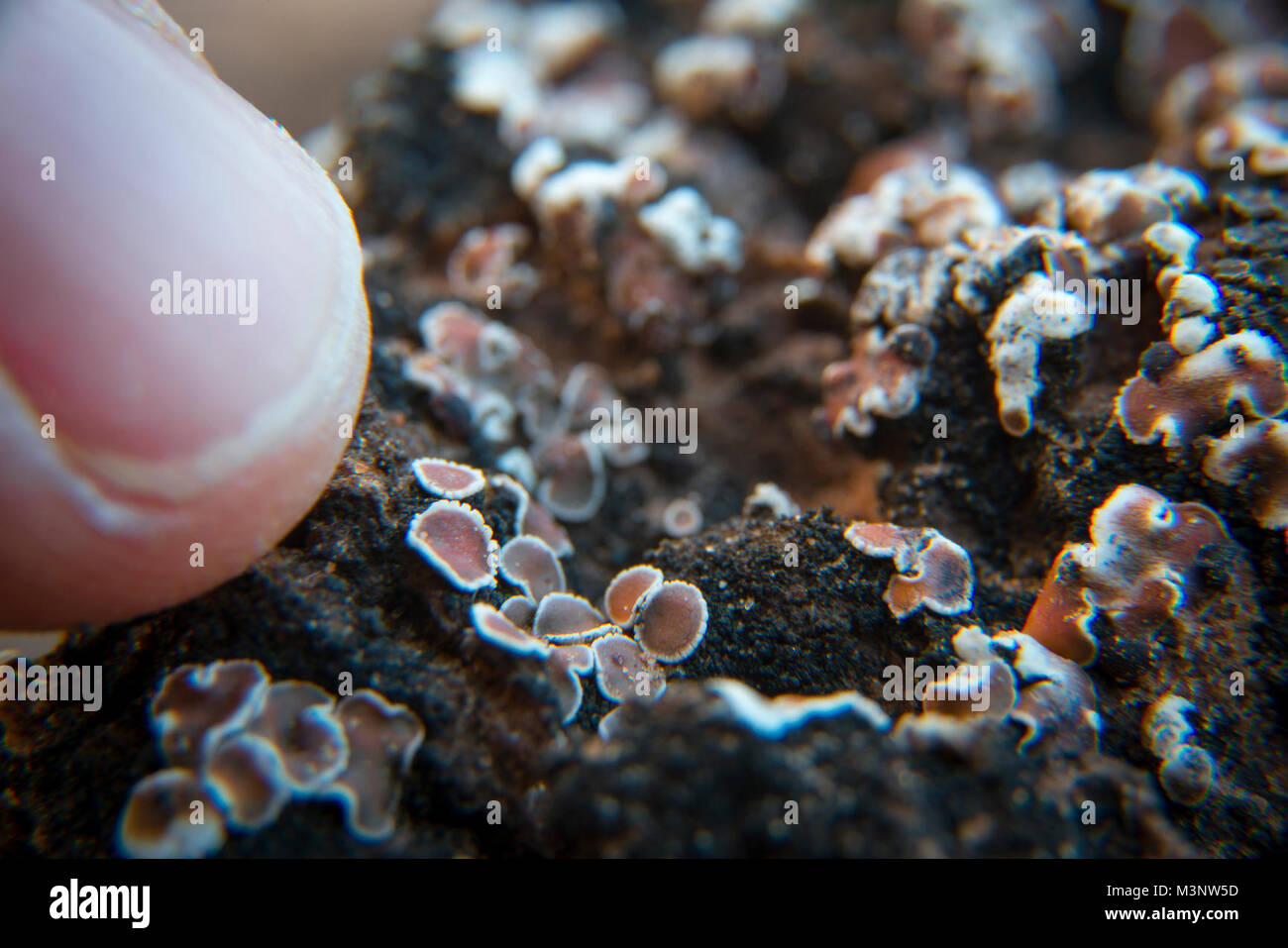 Old-growth soil crust covered in the lichen blushing scale Stock Photo ...