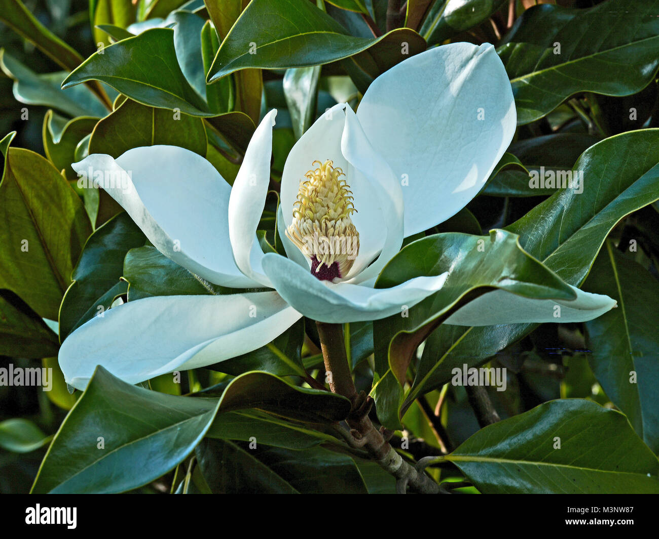Close up picture of Magnolia grandiflora in a garden Stock Photo - Alamy