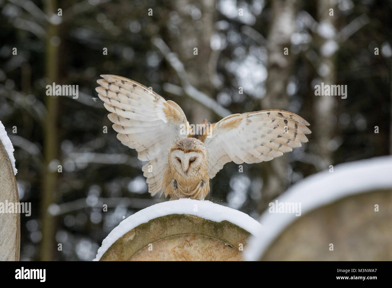 Flying Eurasian Tawny Owl, Strix aluco, in the winter forest near the ...