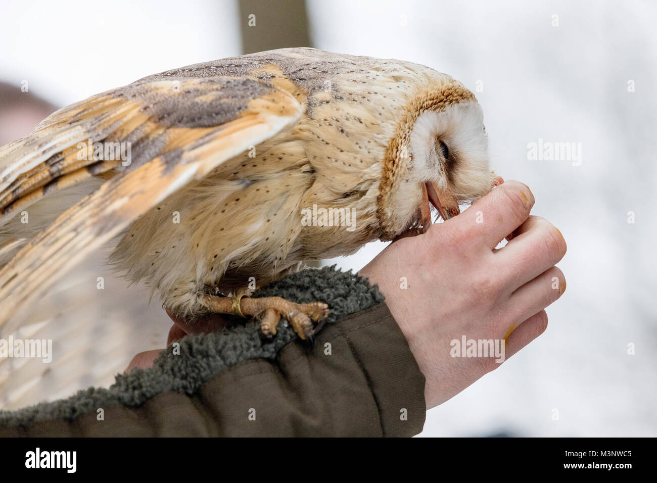 Feeding the Eurasian Tawny Owl, Strix aluco, in the woods in the winter ...