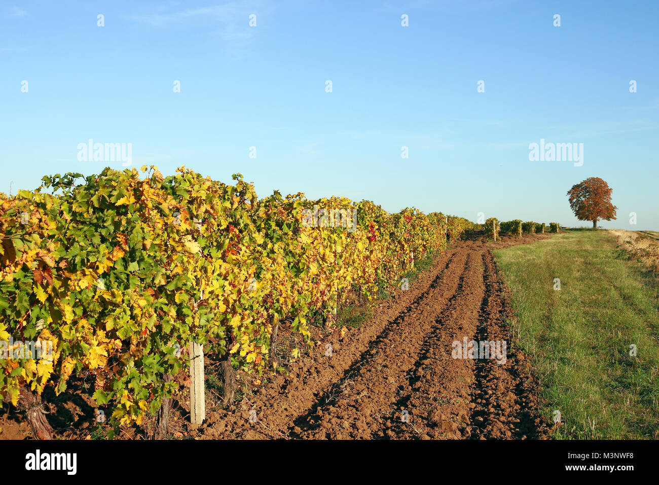 Grape landscape hi-res stock photography and images - Alamy