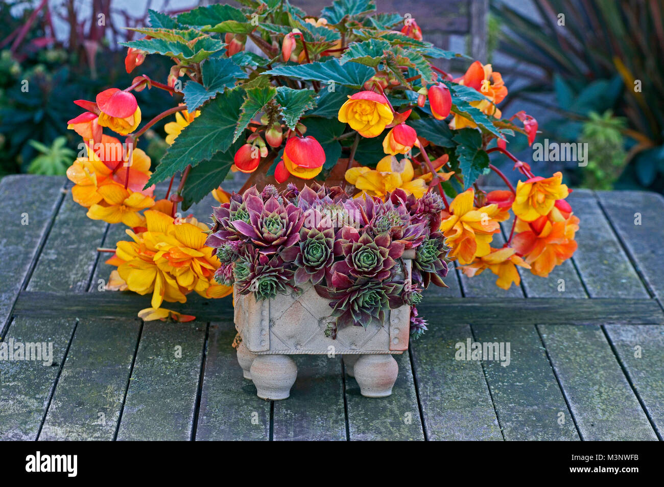 Containers of Sempervivum and Begonia 'Apricot Shades' Stock Photo - Alamy