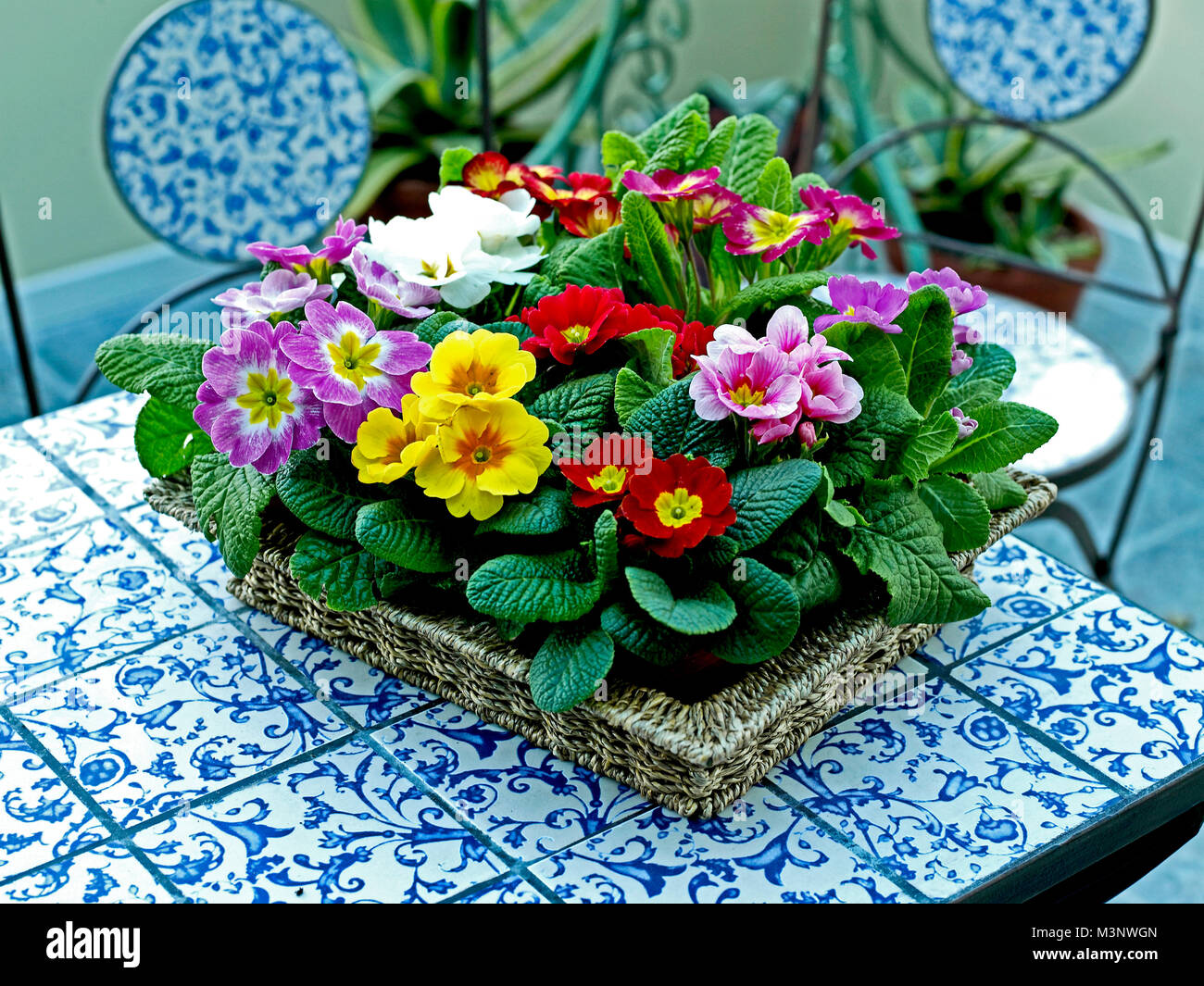 A colourful display of Primula, Polyanthus in conservatory Stock Photo ...