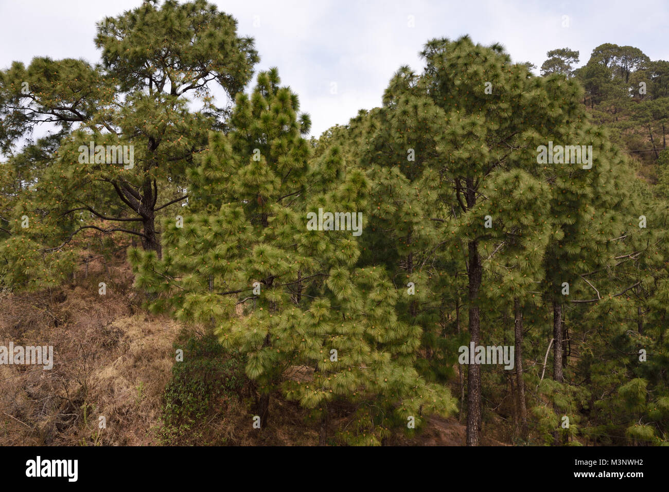 pine trees, dharampur, himachal pradesh, India, Asia Stock Photo - Alamy