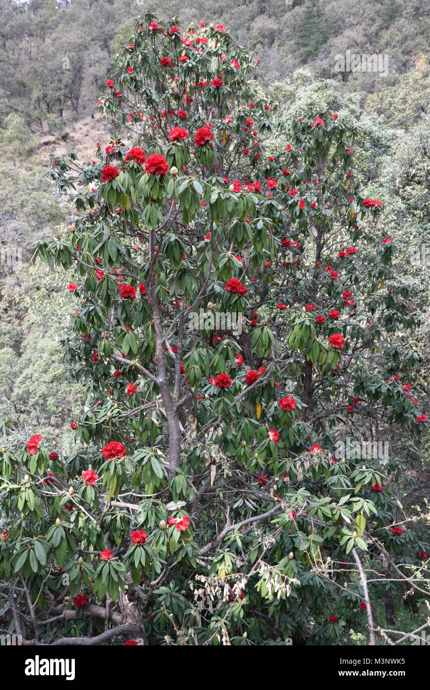 Flowering tree, Chail, himachal pradesh, India, Asia Stock Photo - Alamy