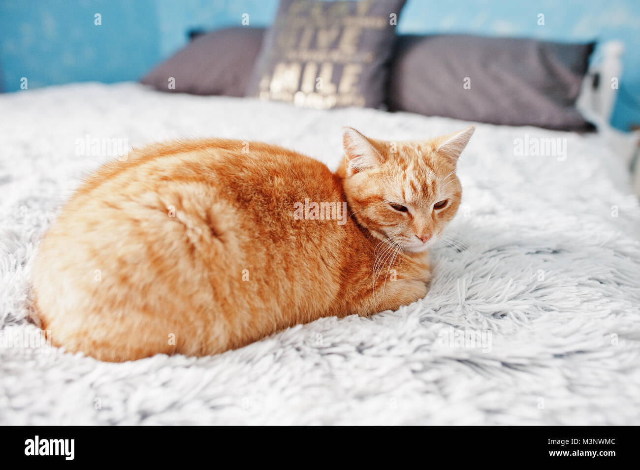 Close-up portrait of a ginger cat laying on the bed Stock Photo - Alamy