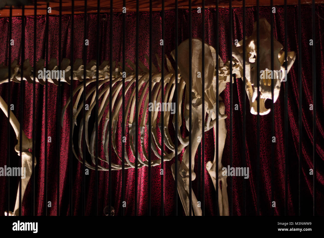 Hackney, London, 7/02/2018. The Viktor Wynd Museum of Curiosities, Fine ...