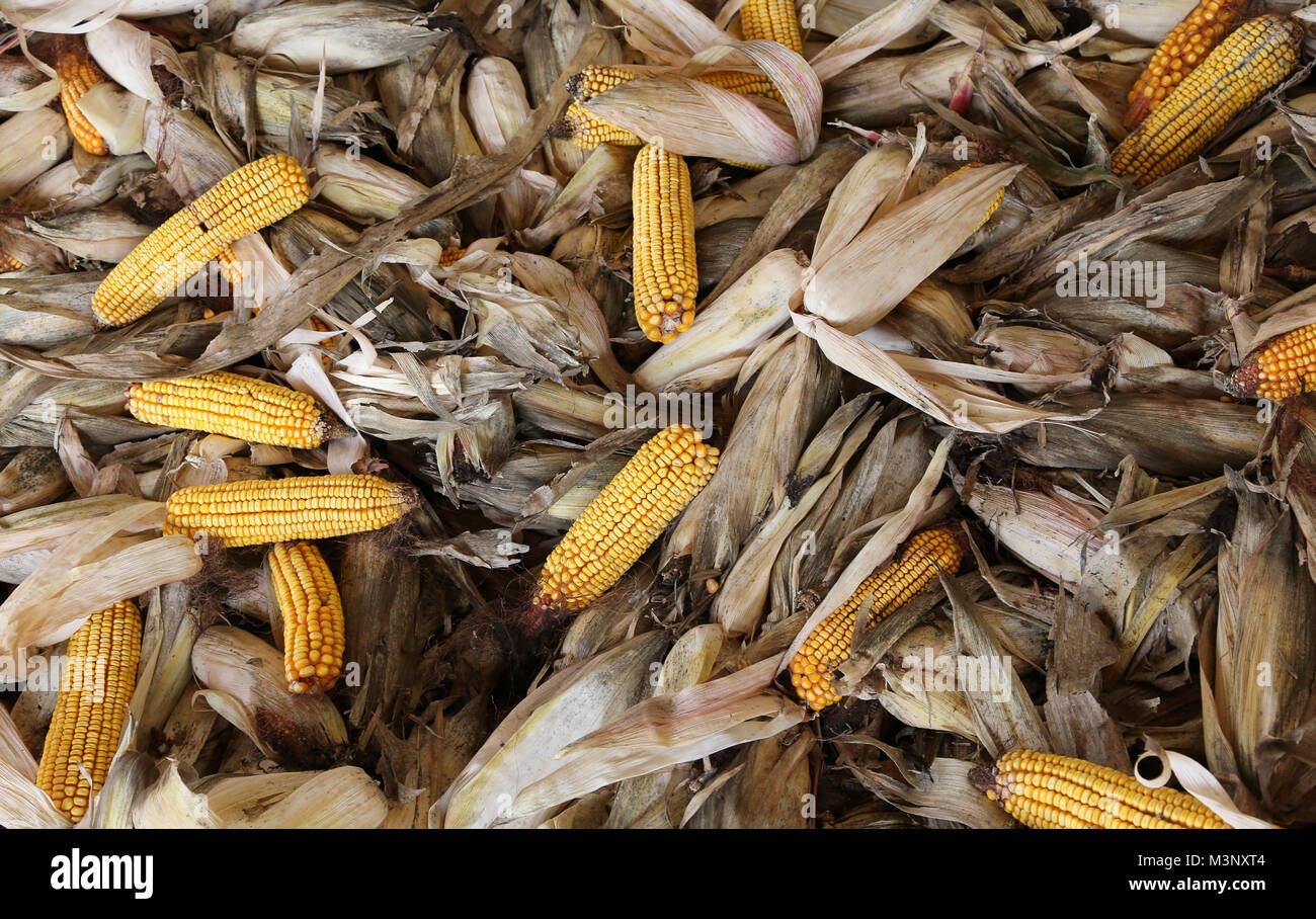 background of dried corn cobs with beautiful corn seeds after harvest ...
