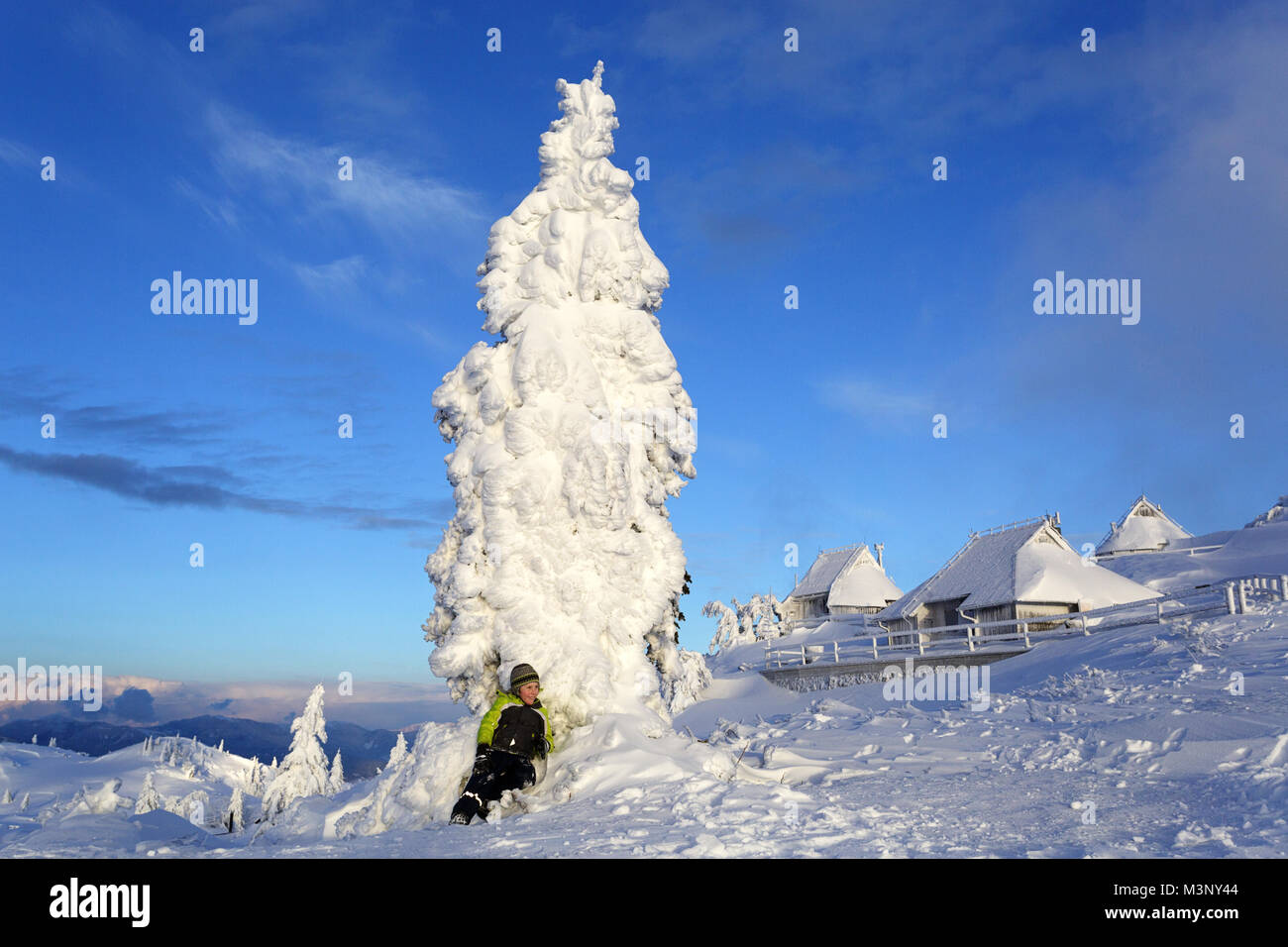 Smiling young boy leaning on a frozen spruce tree on snow covered ...