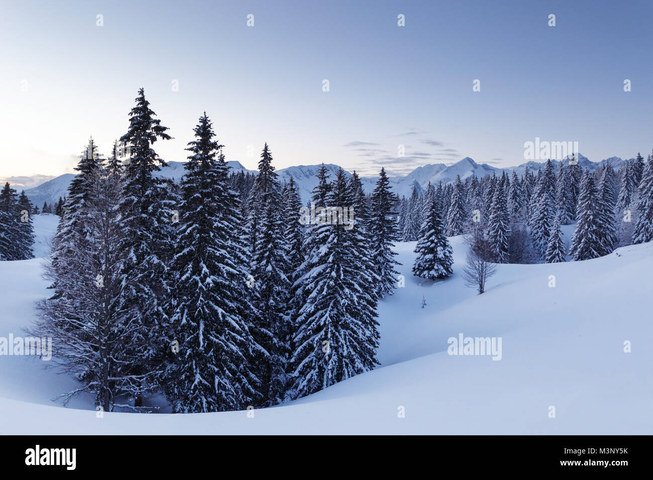 Snow covered pine trees in winter wanderland in mountain landscape ...