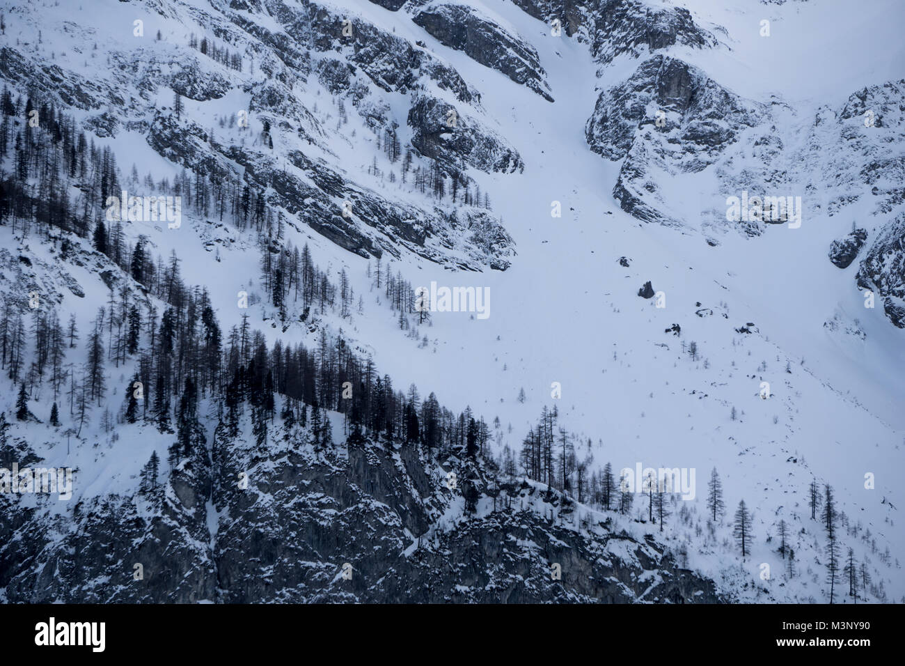Cold forest just before dusk in the snowy mountains of central Europe ...